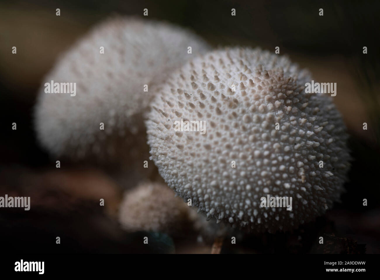 Puffball in the forest Stock Photo - Alamy