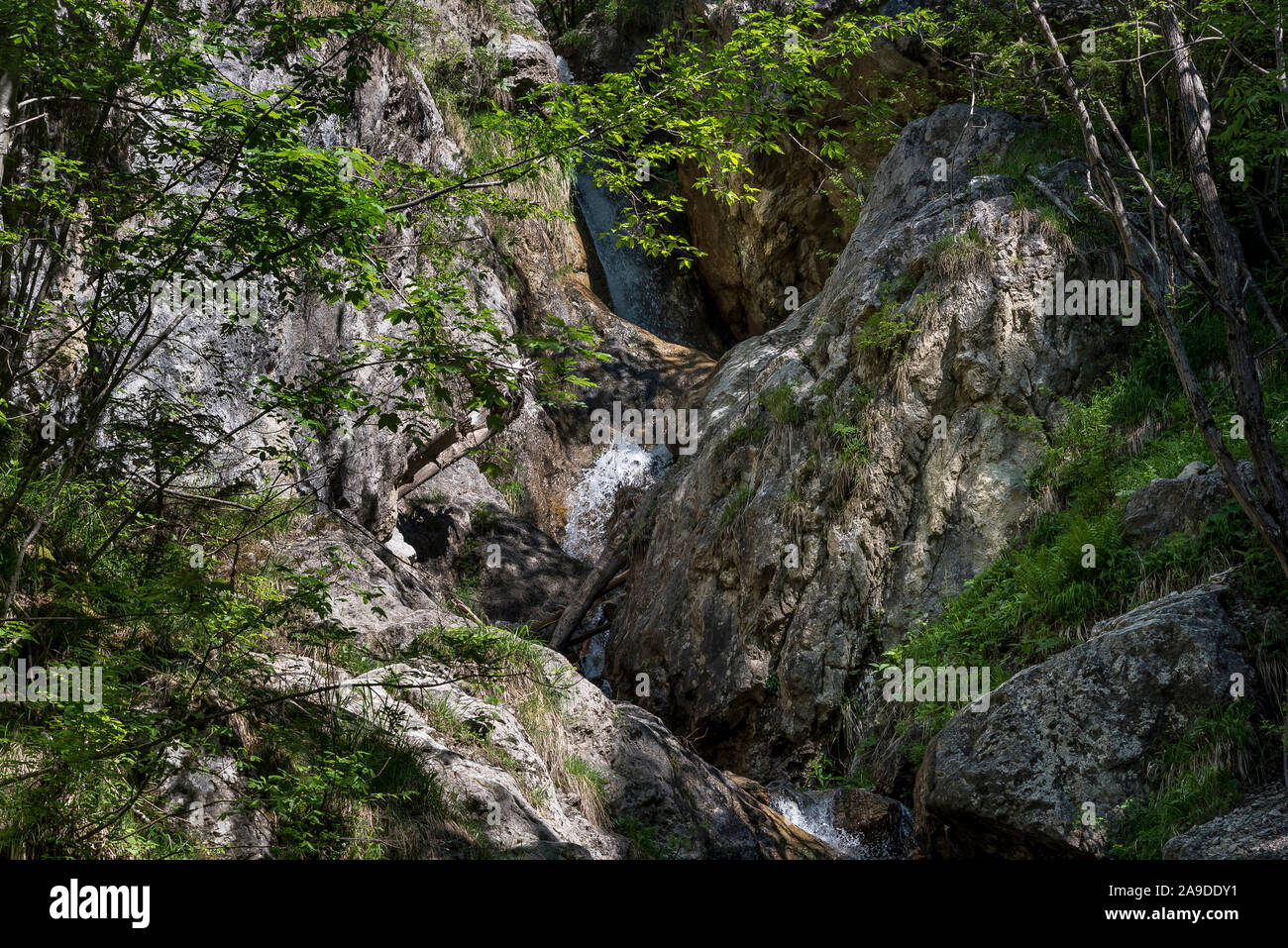 Gailtal forest hi-res stock photography and images - Alamy