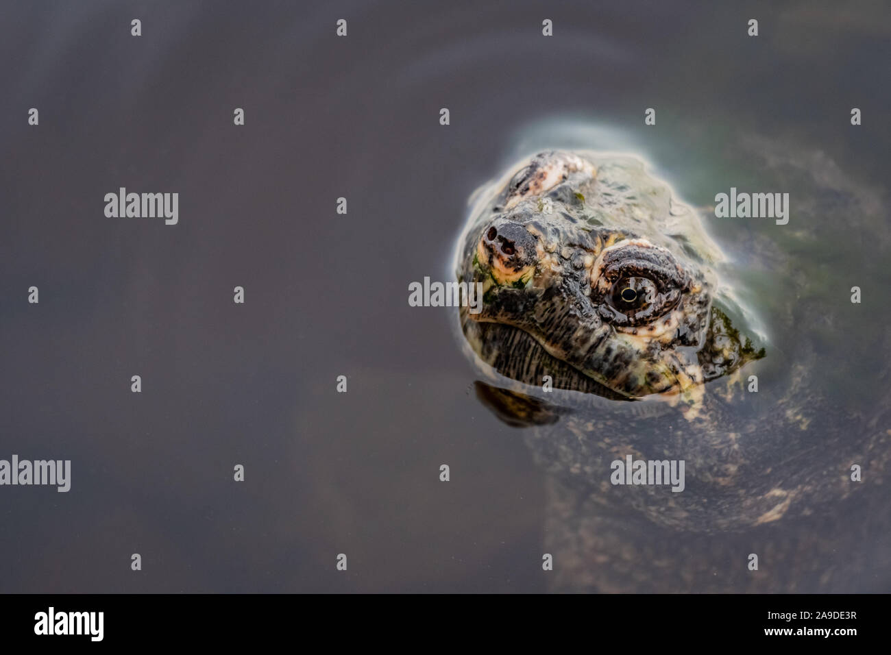 Snapping Turtle Eye And Nose breaks the surface of dark water Stock ...