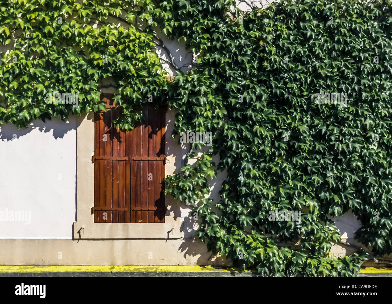 Window with vines in summer in Mirepeisset Stock Photo - Alamy