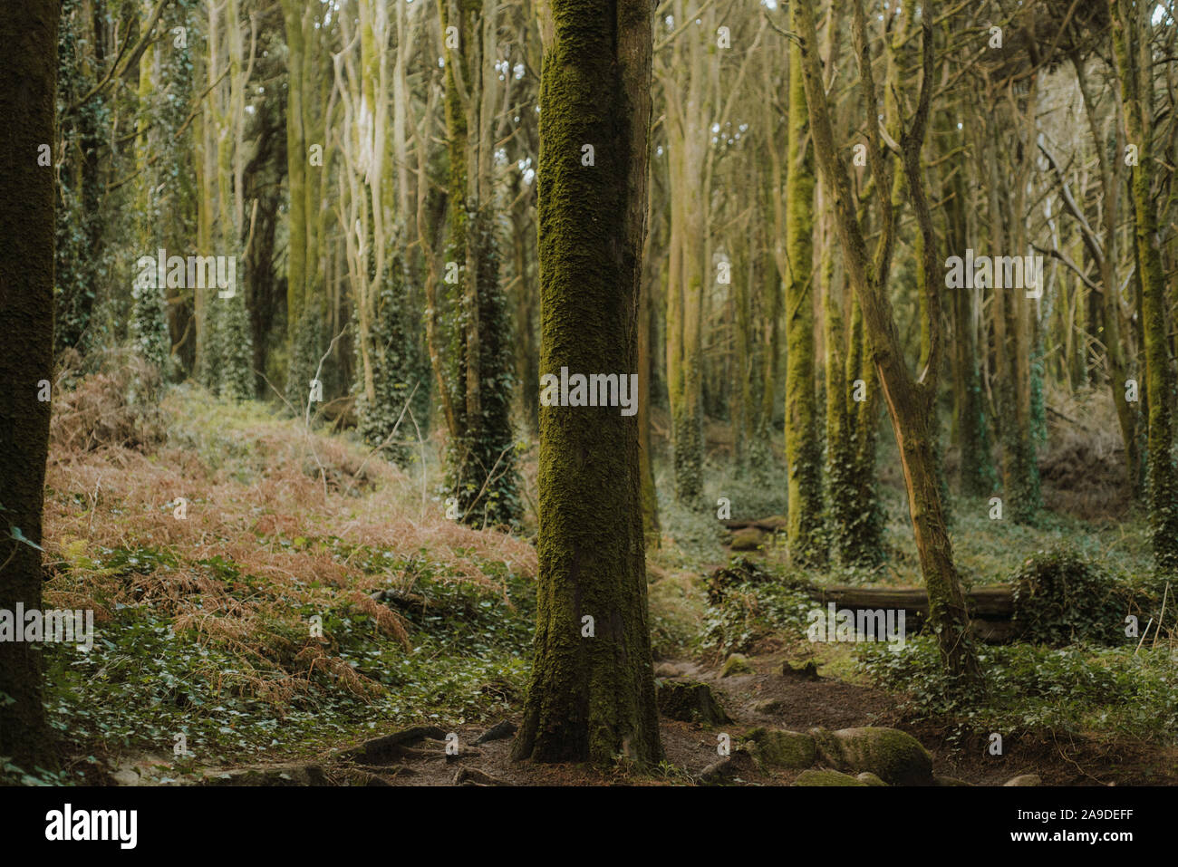 Trees in forest sintra portugal hi-res stock photography and images - Alamy