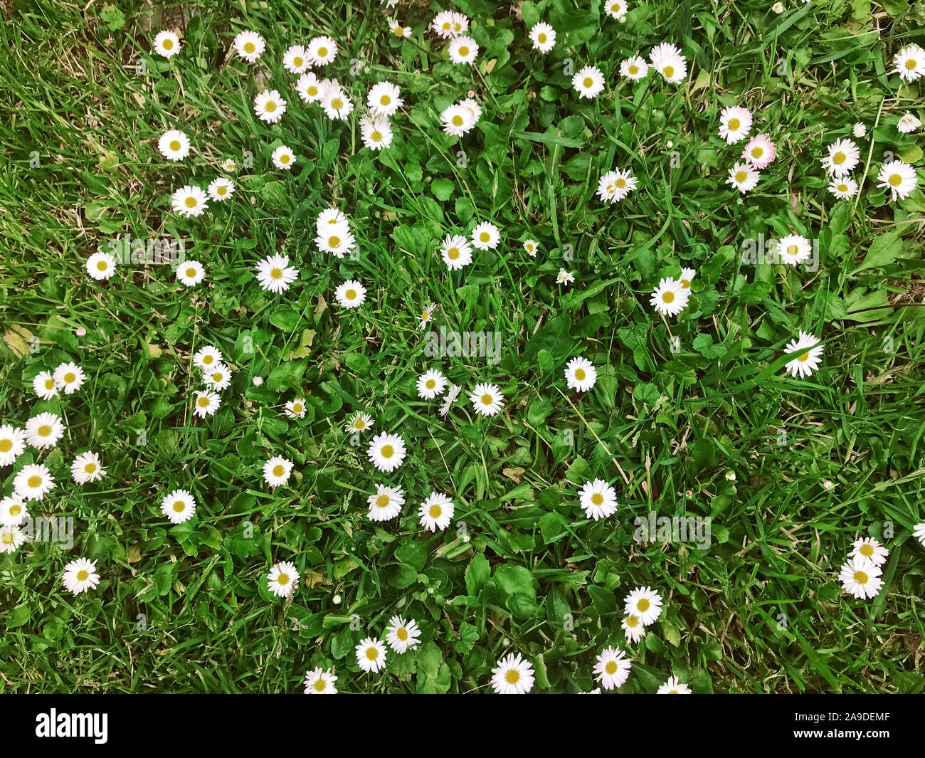Small white daisy flowers hi-res stock photography and images - Alamy