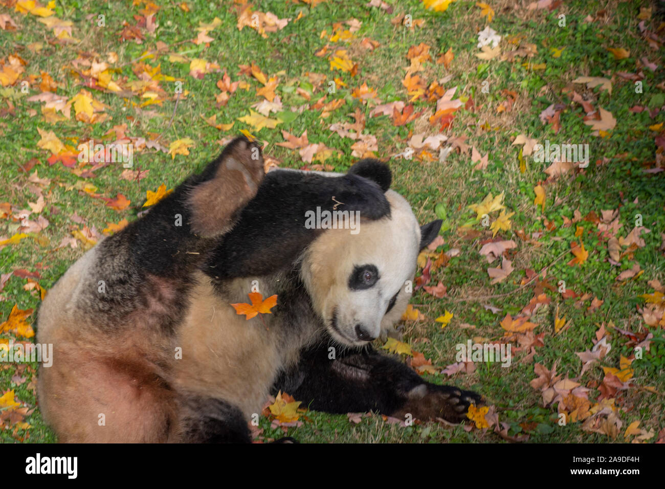 Bei Bei joyfully rolls down a hill covered with autumn leaves, at the ...