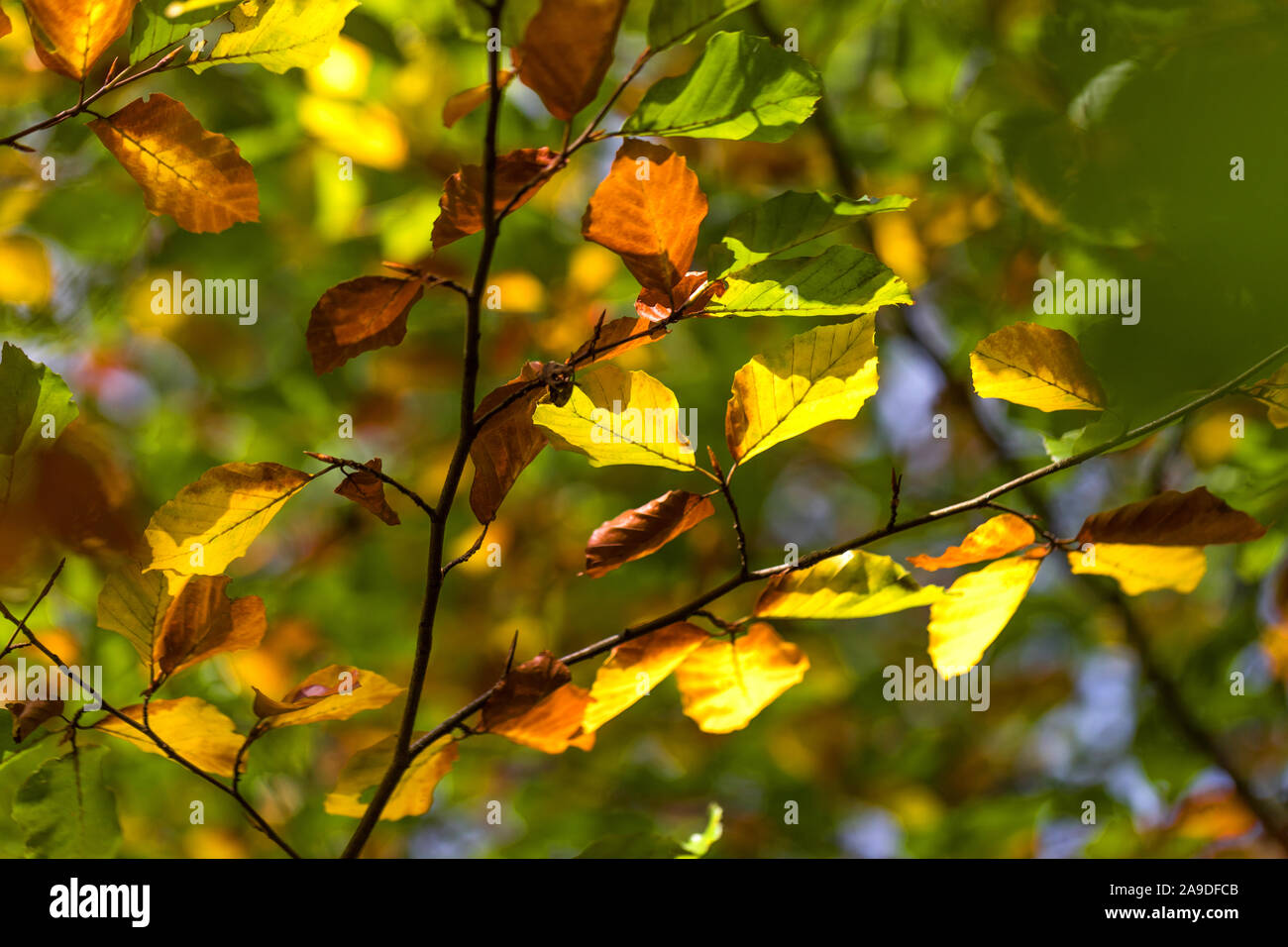 autumn sunny tree leaves background Stock Photo - Alamy