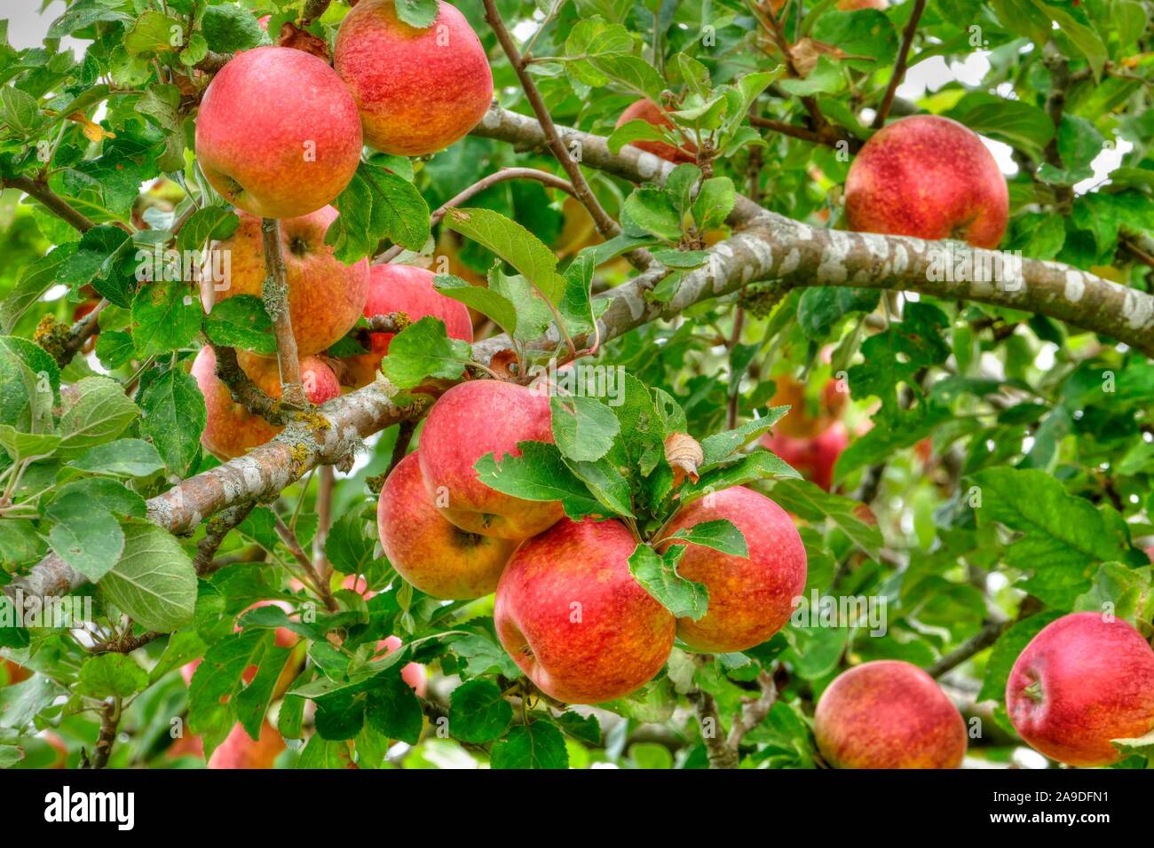 Load of apples hi-res stock photography and images - Alamy