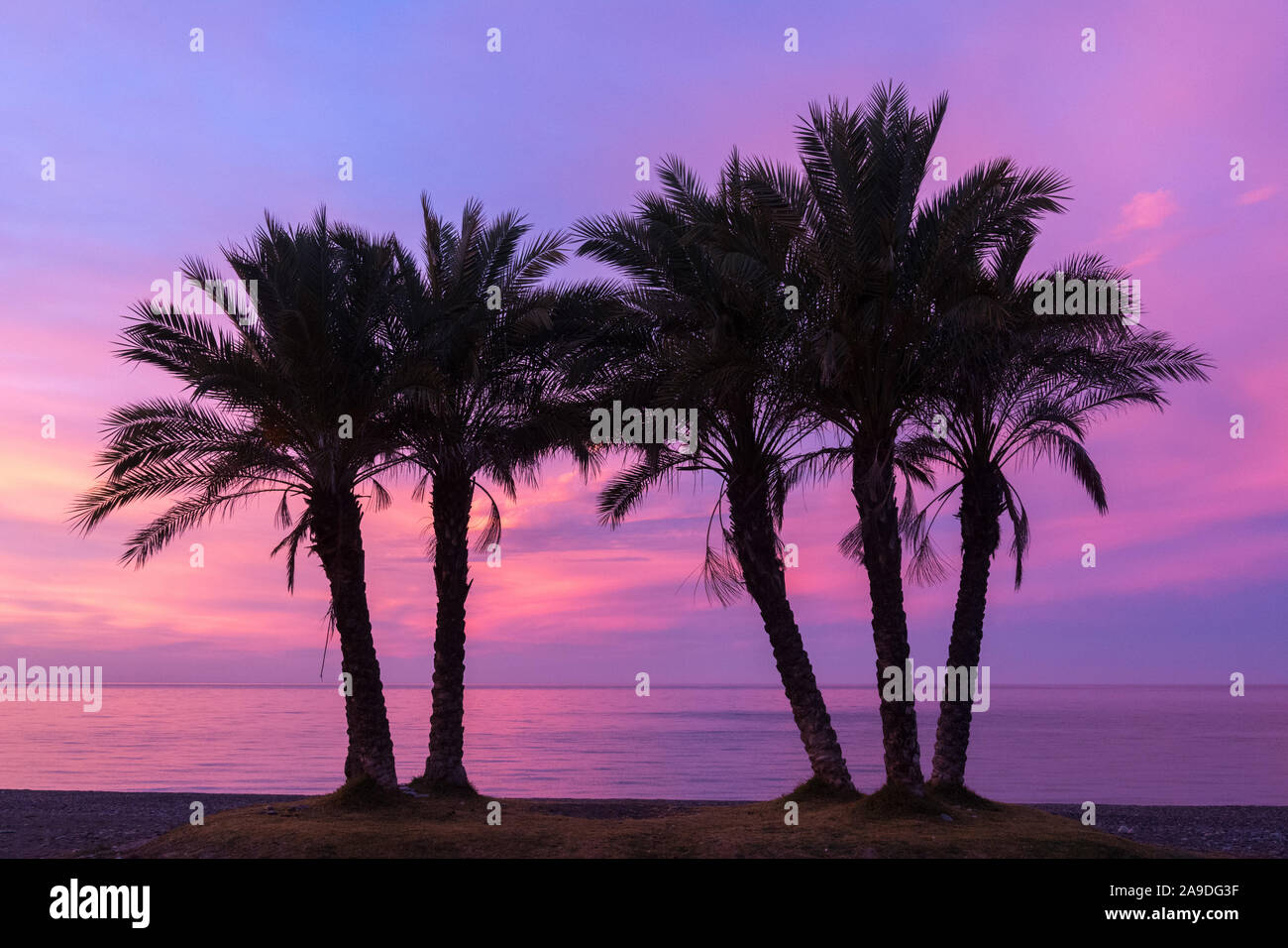 Palm trees against purple sky hi-res stock photography and images - Alamy
