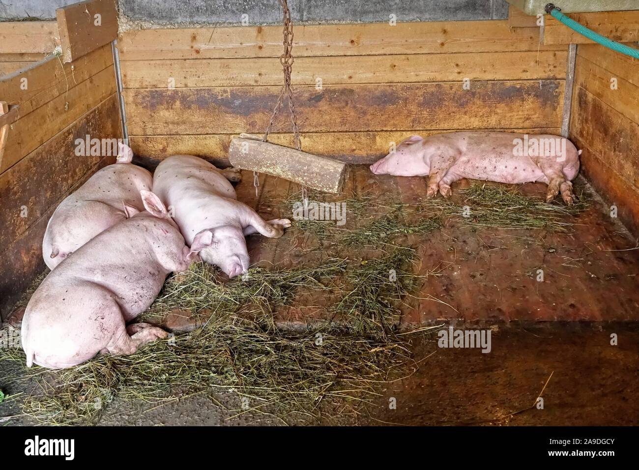 Domestic pigs in the stable on the Alpe Schlappold at the Fellhorn near ...
