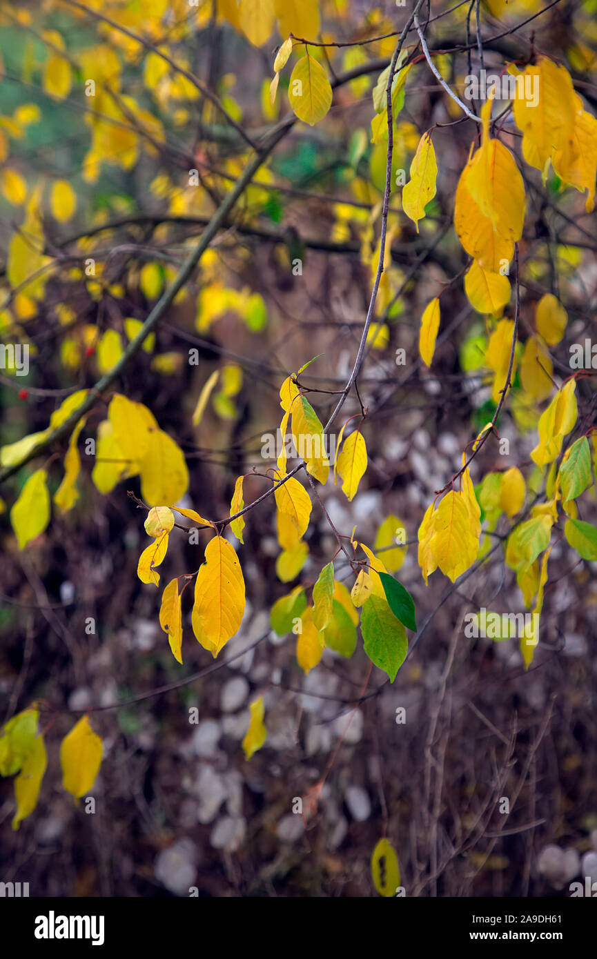 Leaf colour hi-res stock photography and images - Alamy