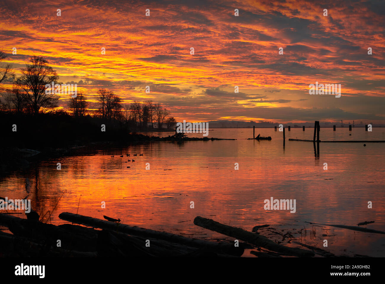 Fraser River Shoreline Sunrise. Sunrise and ducks on the Fraser River ...