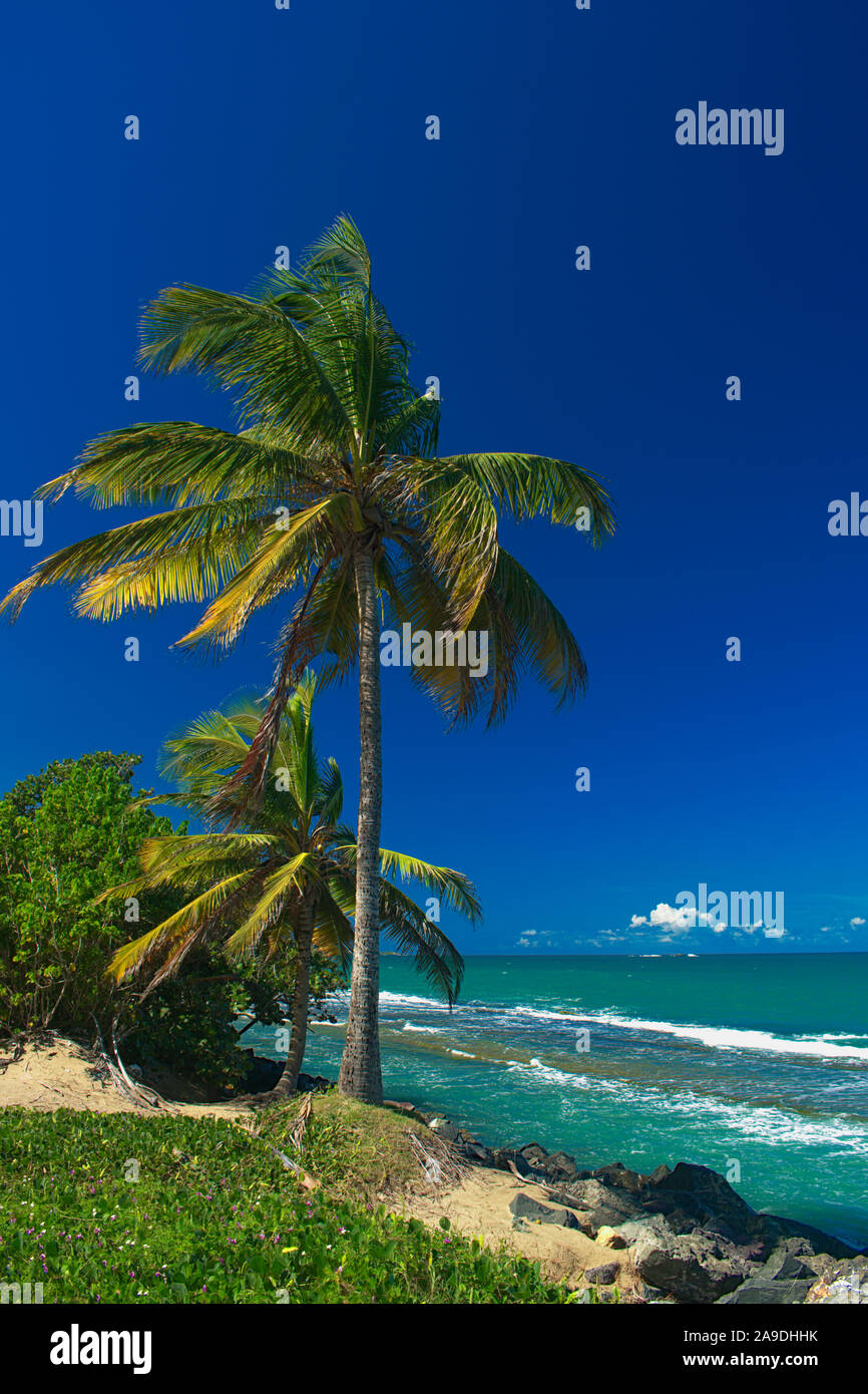 Sol dorado hi-res stock photography and images - Alamy
