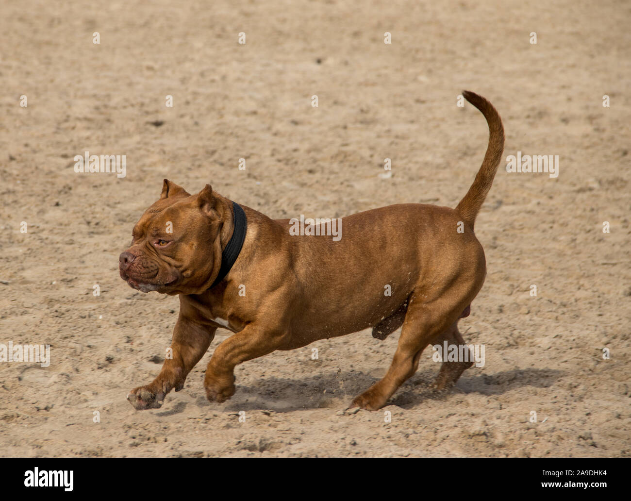 Dog PPP looking the camera running or modeling in the beach Stock Photo ...