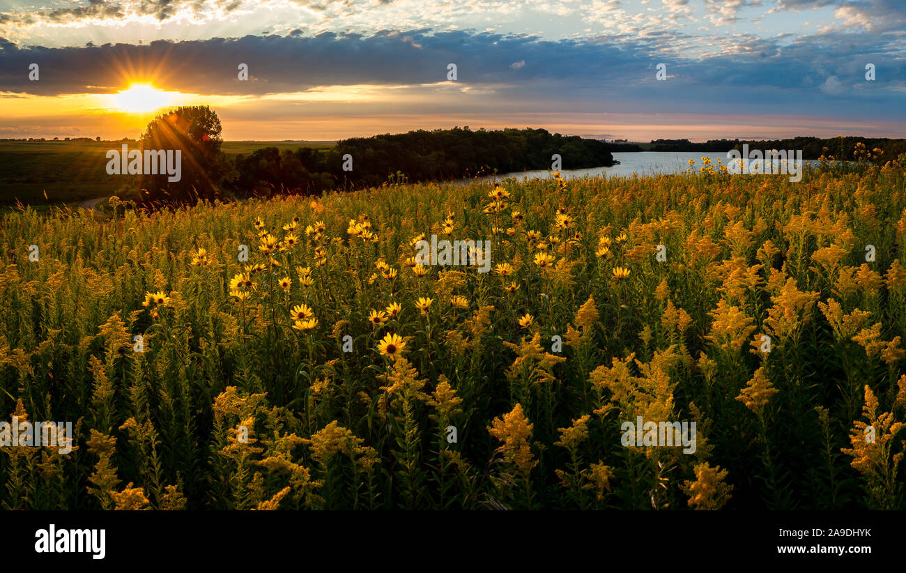 Minnesota wildflowers hi-res stock photography and images - Alamy