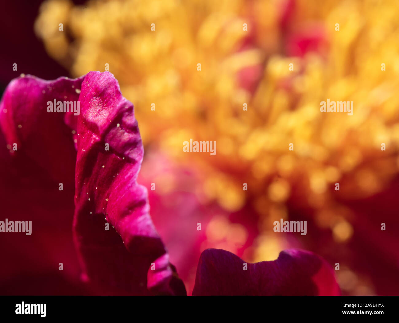 Pink block colour hi-res stock photography and images - Alamy