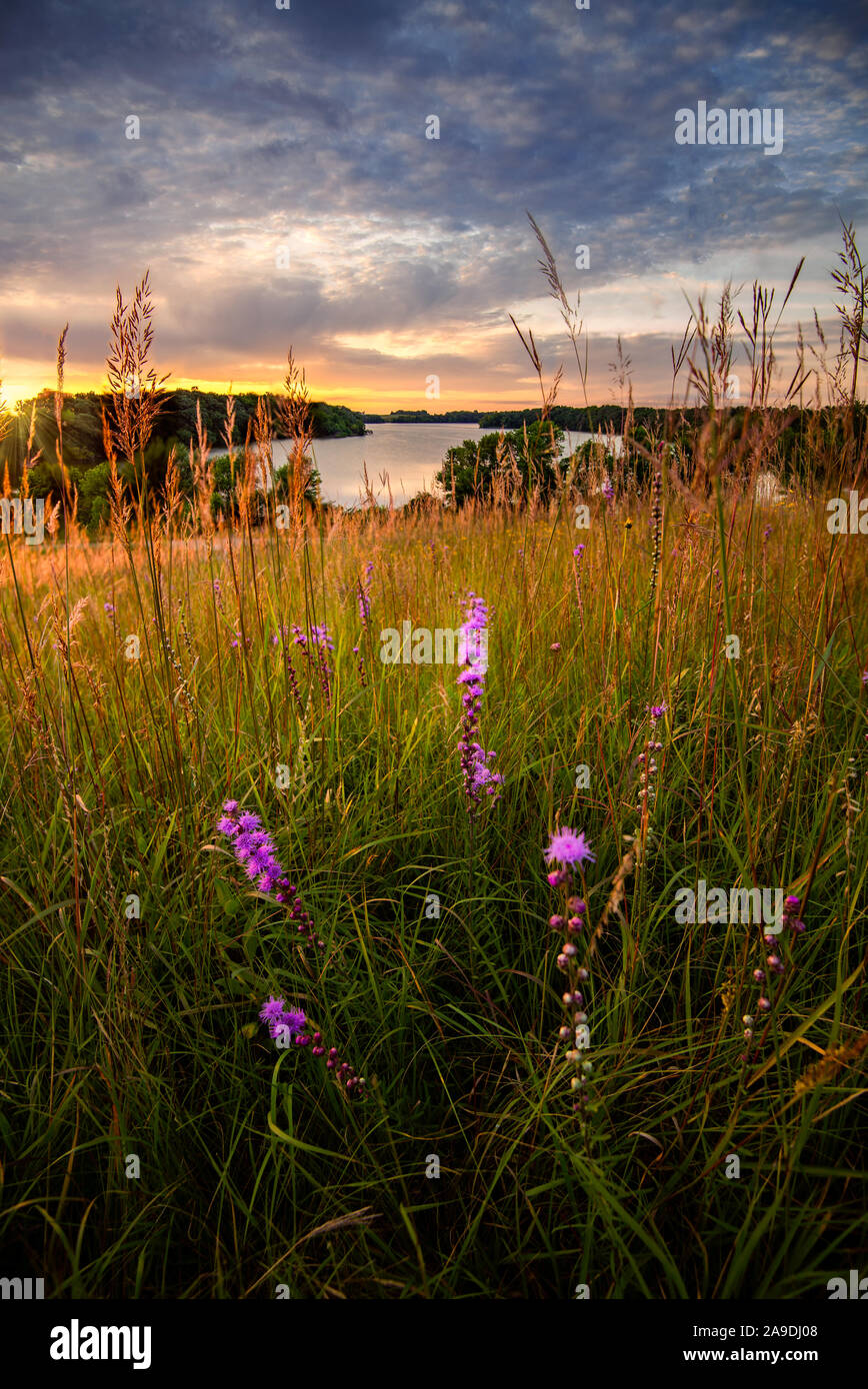 Wildflowers field sunset hi-res stock photography and images - Alamy