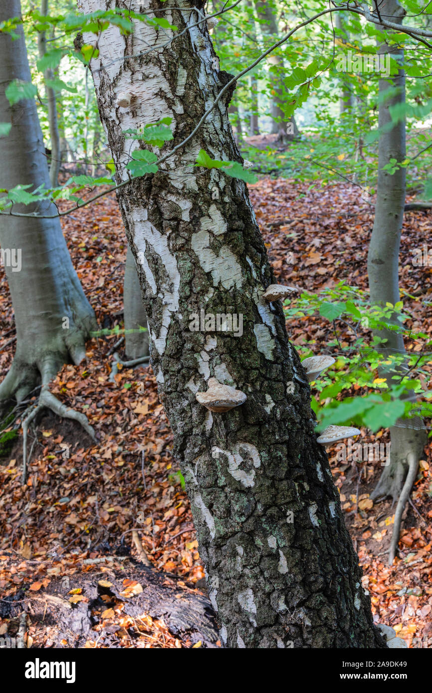 Birch polypore, Piptoporus betulinus Stock Photo - Alamy
