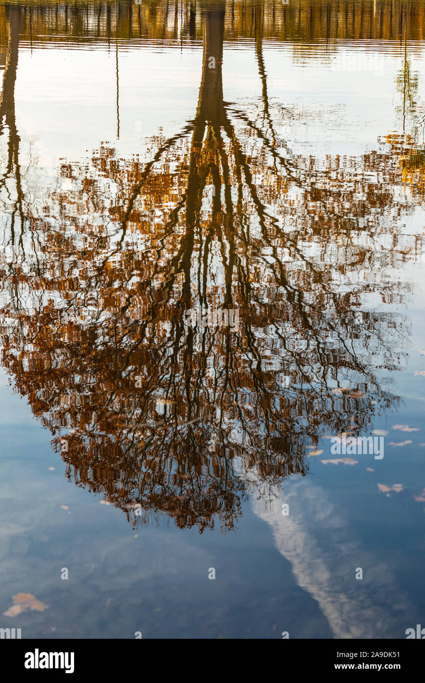 Tree reflections on the water surface Stock Photo - Alamy