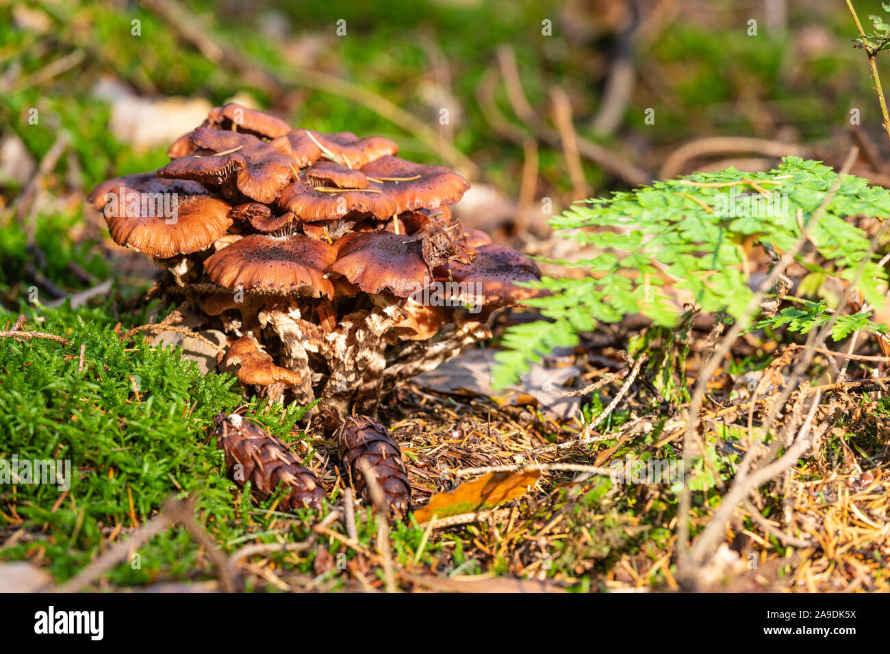 Humongous Fungus High Resolution Stock Photography and Images - Alamy