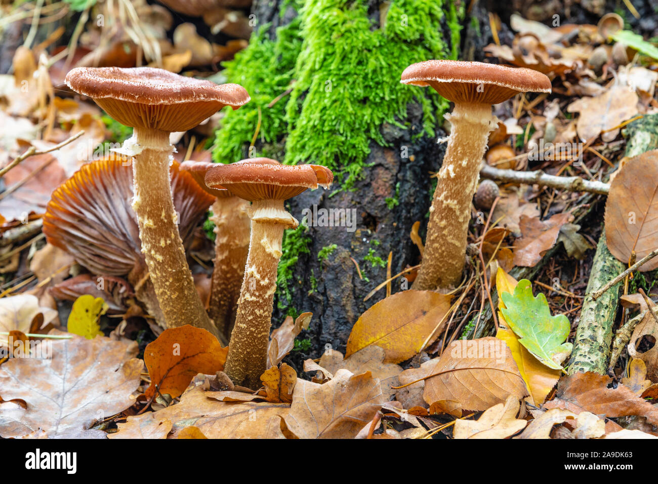 Humongous fungus hi-res stock photography and images - Alamy