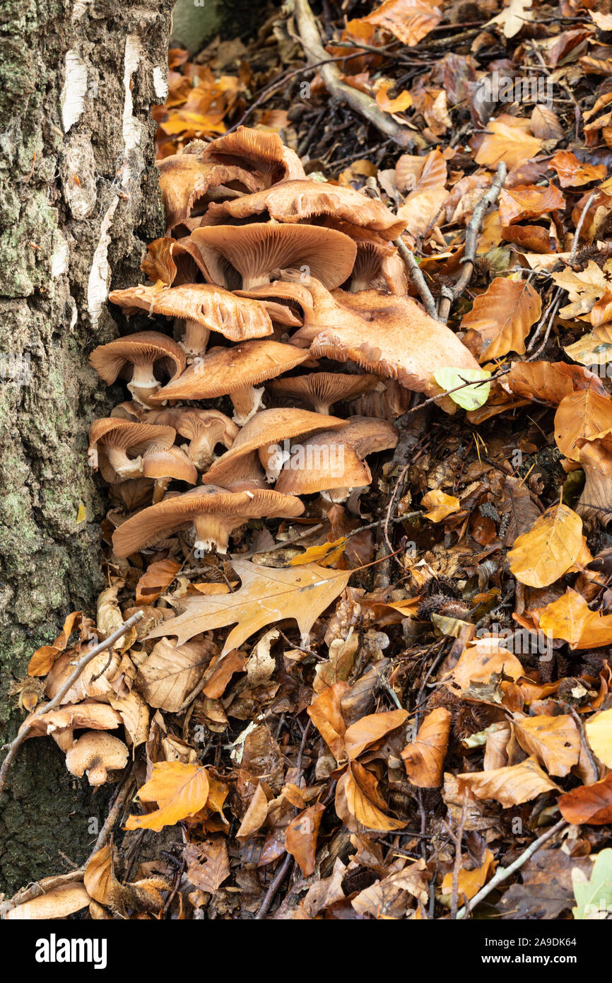 Humongous Fungus High Resolution Stock Photography and Images - Alamy