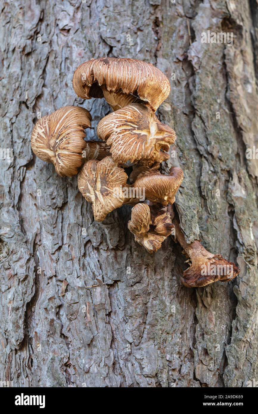 Humongous fungus hi-res stock photography and images - Alamy
