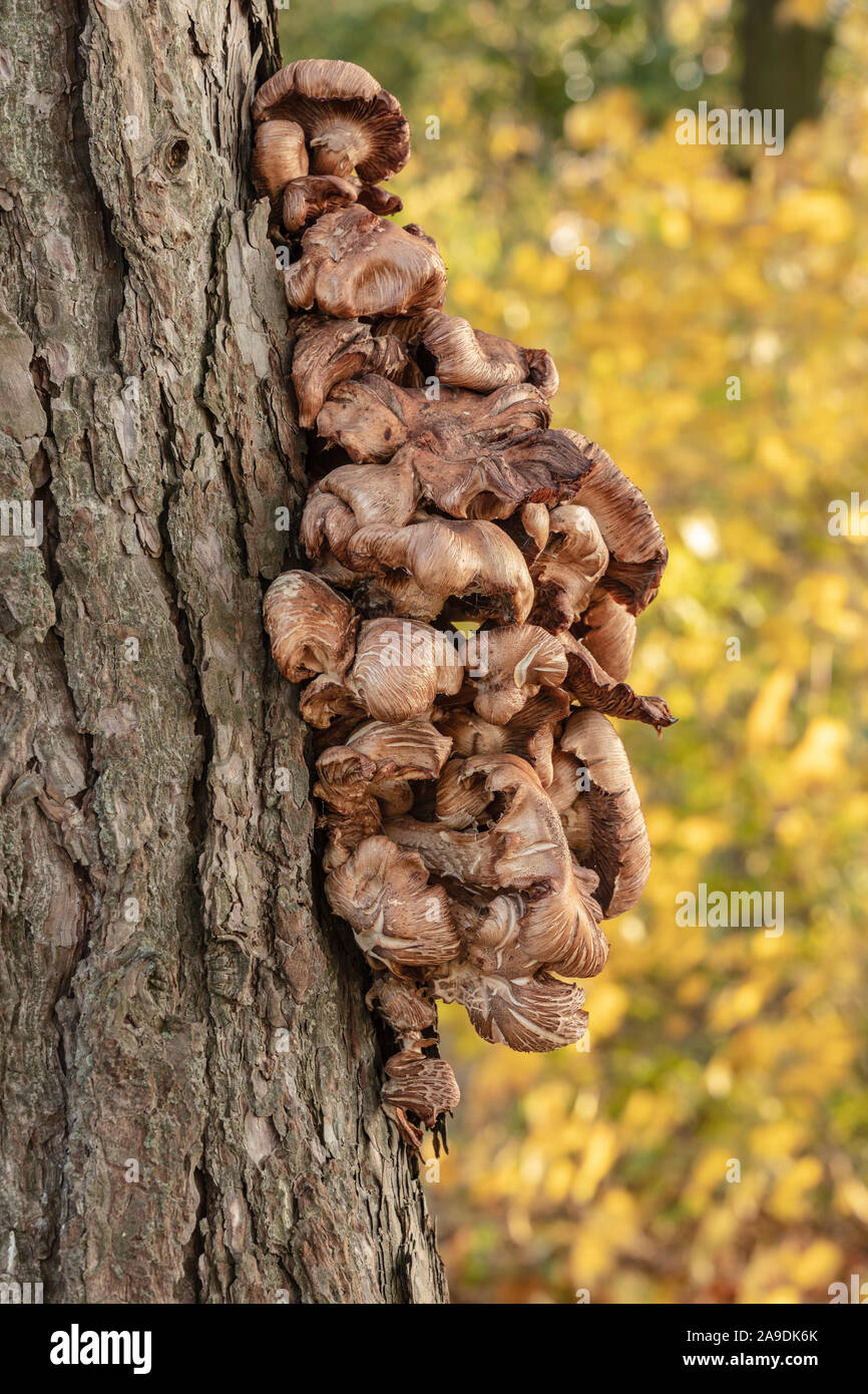 Humongous Fungus, Armillaria ostoyae Stock Photo - Alamy