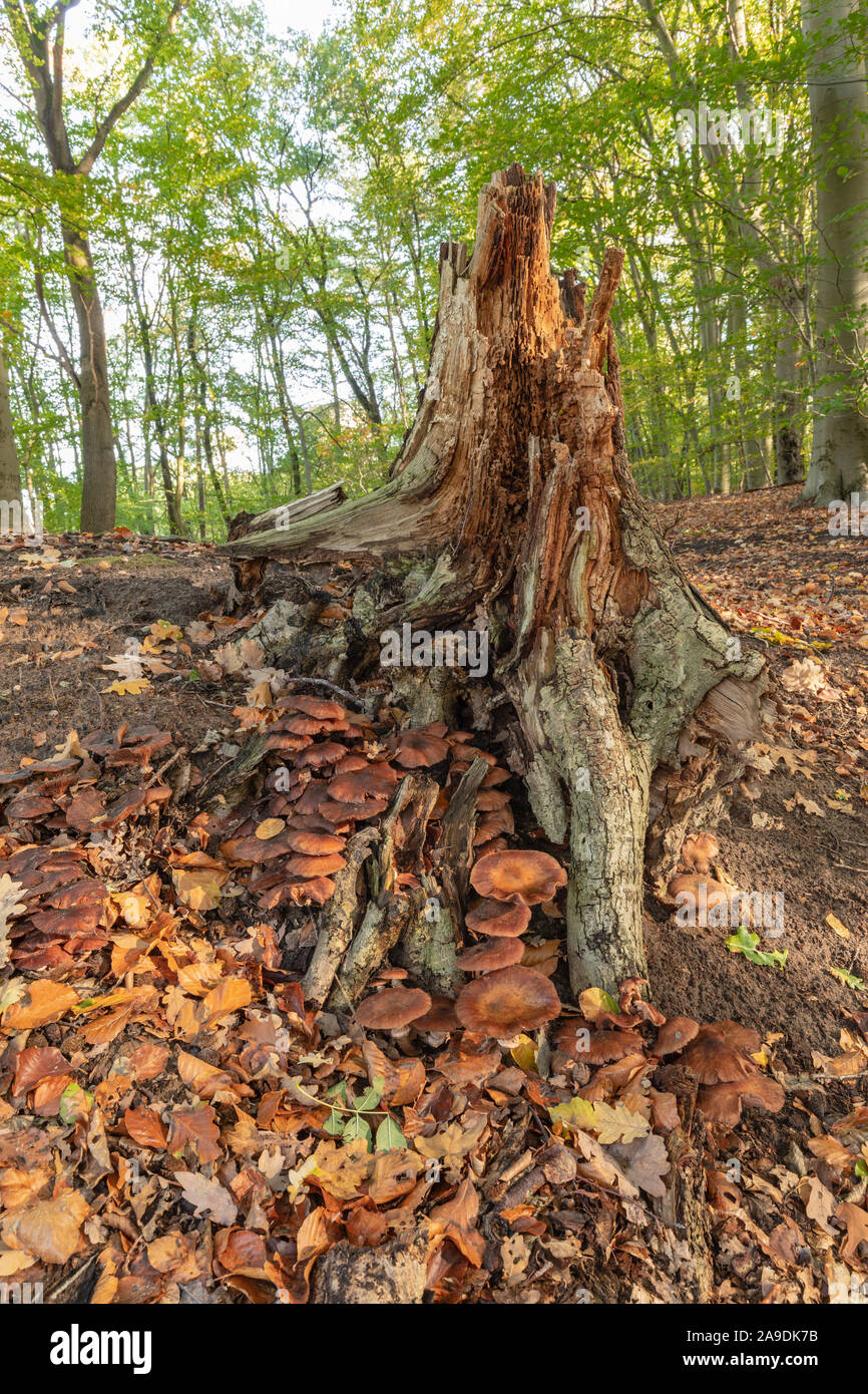 Humongous Fungus, Armillaria ostoyae Stock Photo - Alamy