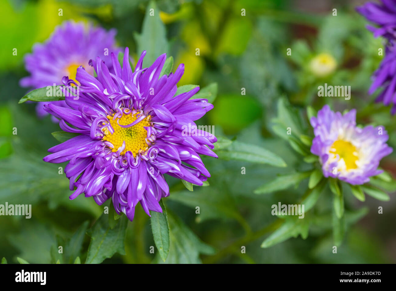 China asters hi-res stock photography and images - Alamy