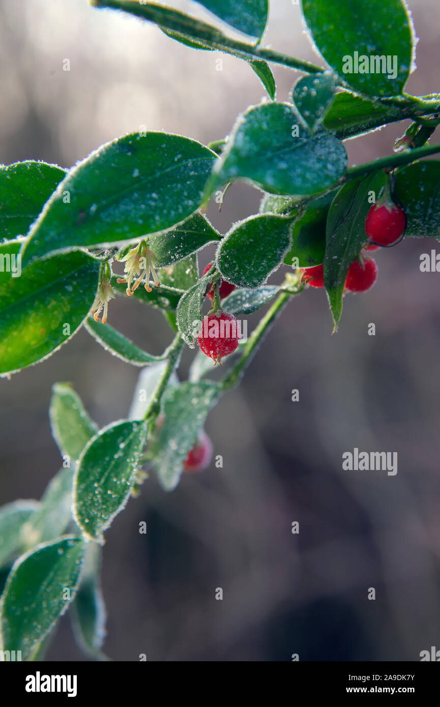Sarcococca plant hi-res stock photography and images - Alamy
