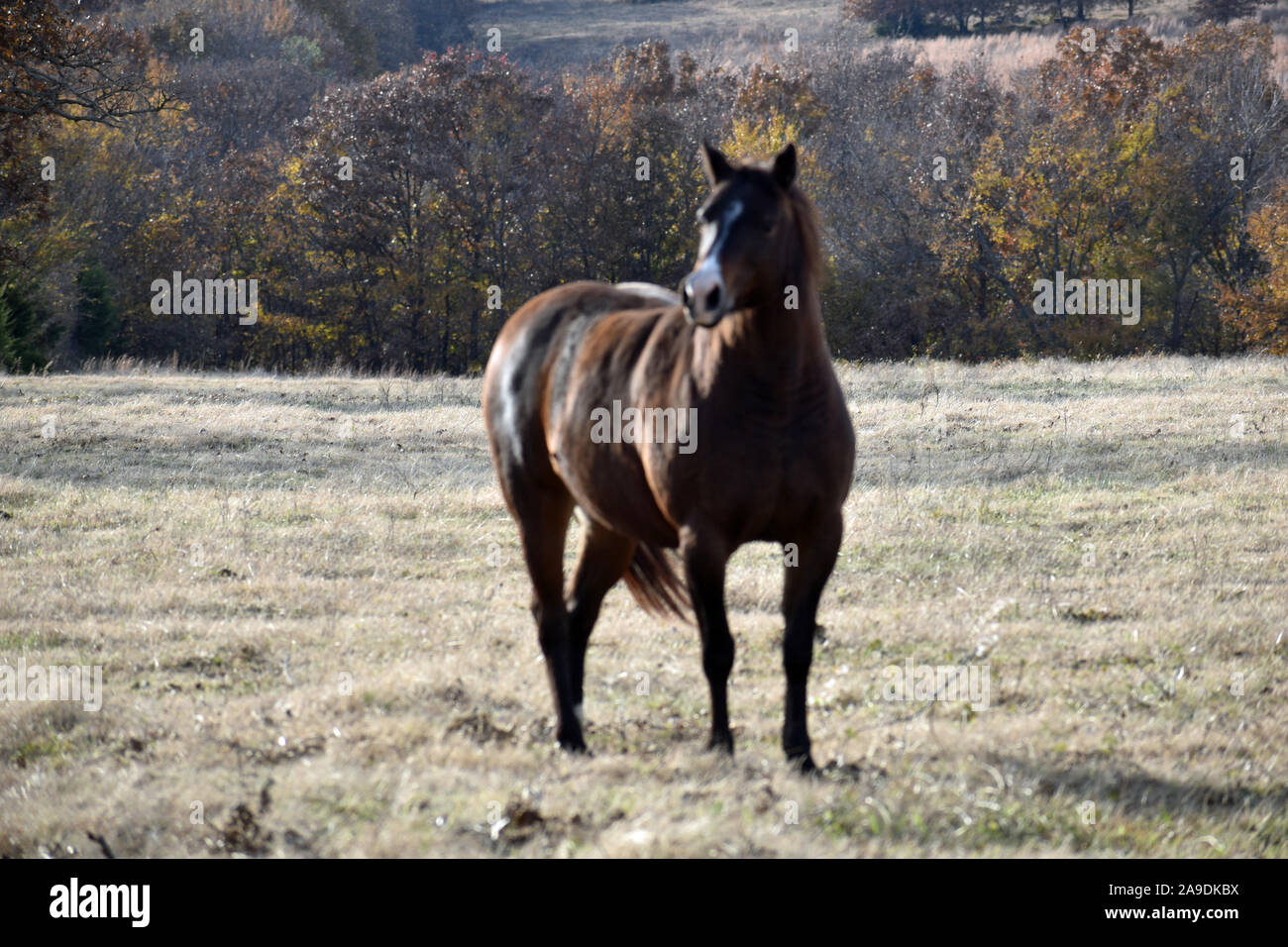 Horse Running in a Pasture Stock Photo - Alamy
