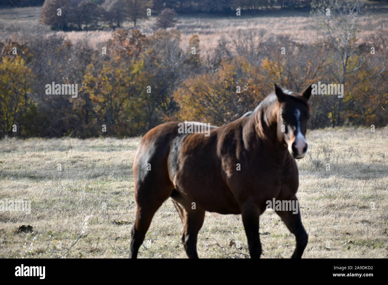 Horse Running in a Pasture Stock Photo - Alamy