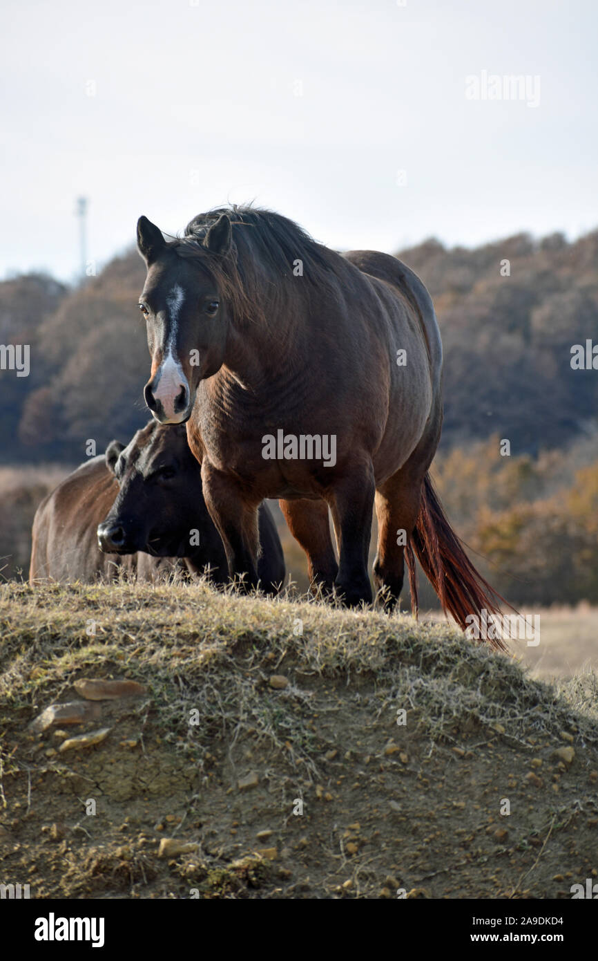 Horse Running in a Pasture Stock Photo - Alamy