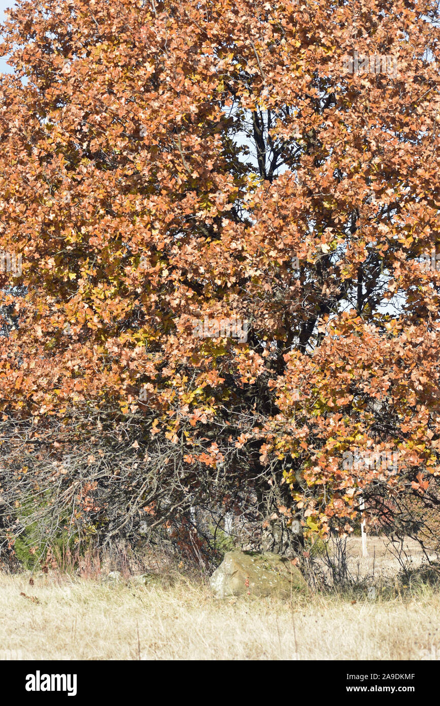 Grove oklahoma hi-res stock photography and images - Alamy