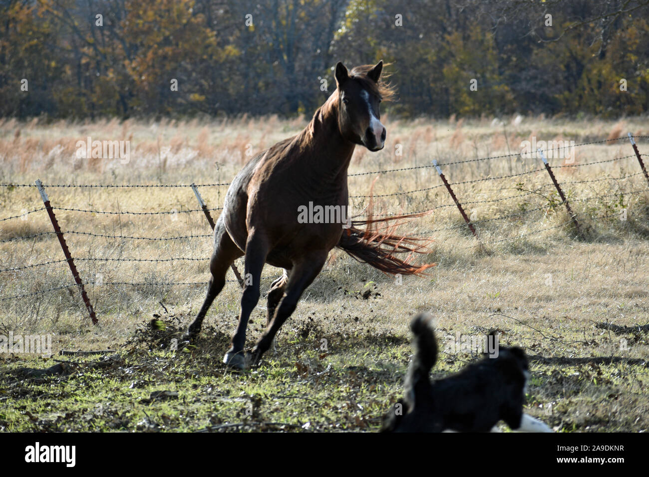 Livestock protector hi-res stock photography and images - Alamy