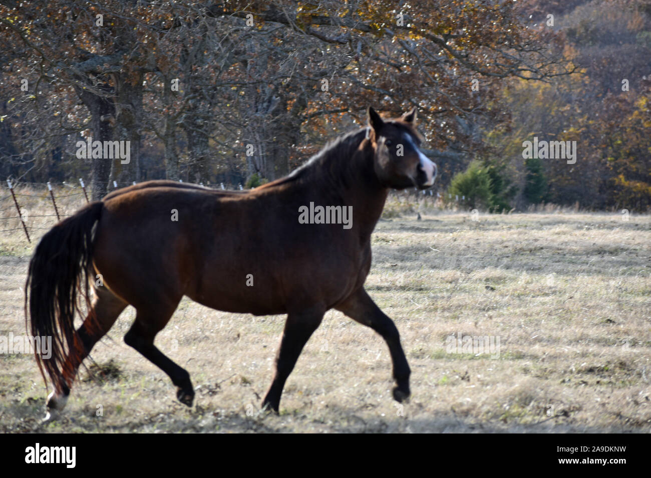 Horse Running in a Pasture Stock Photo - Alamy
