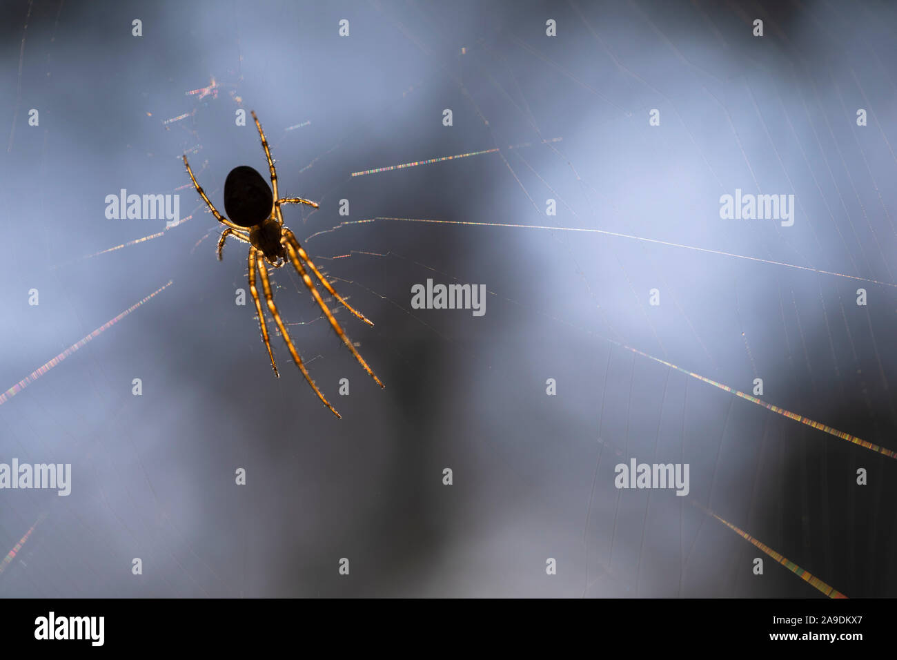 Cross spider in the web Stock Photo - Alamy