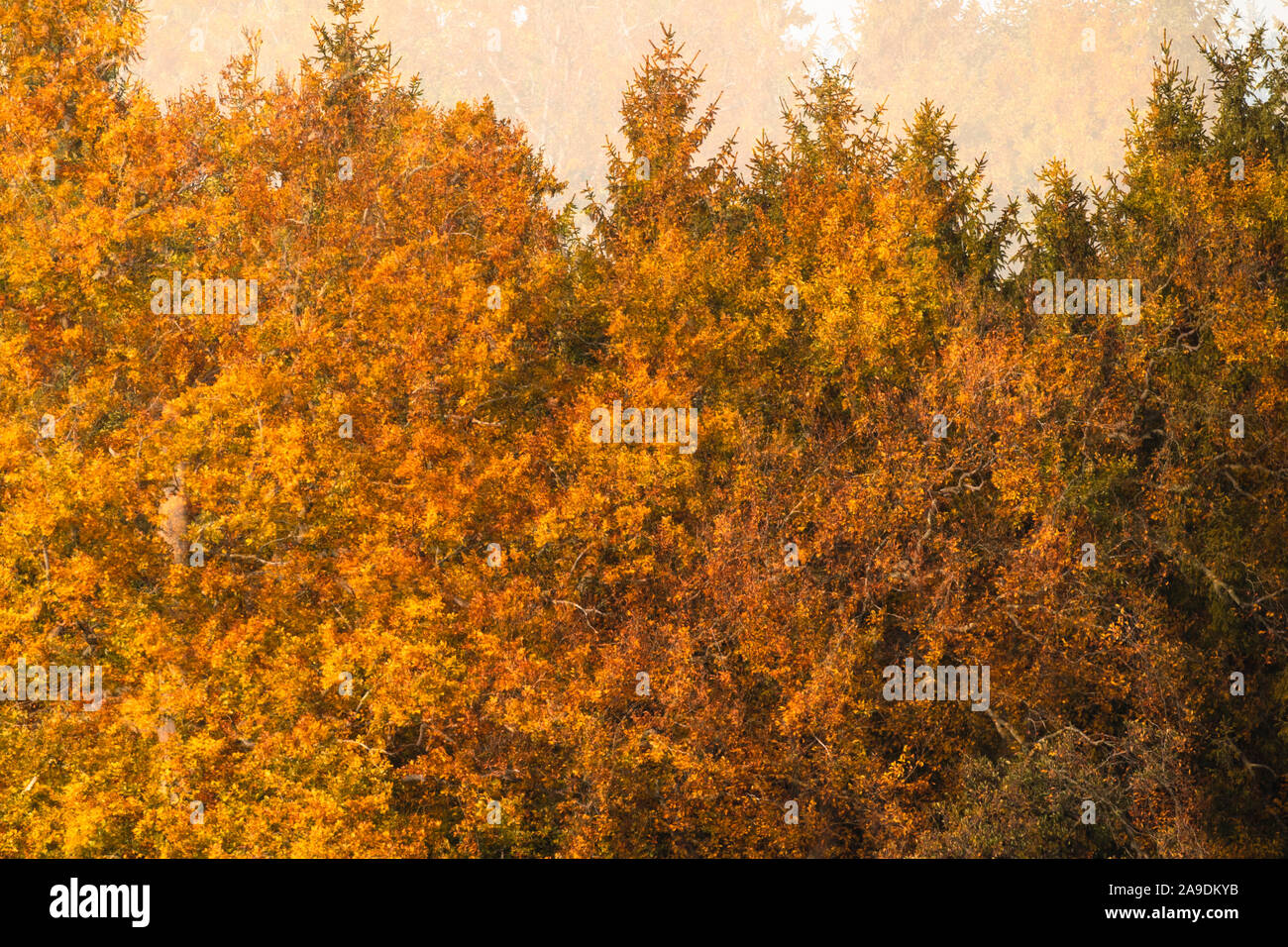 Coloration patterns hi-res stock photography and images - Alamy