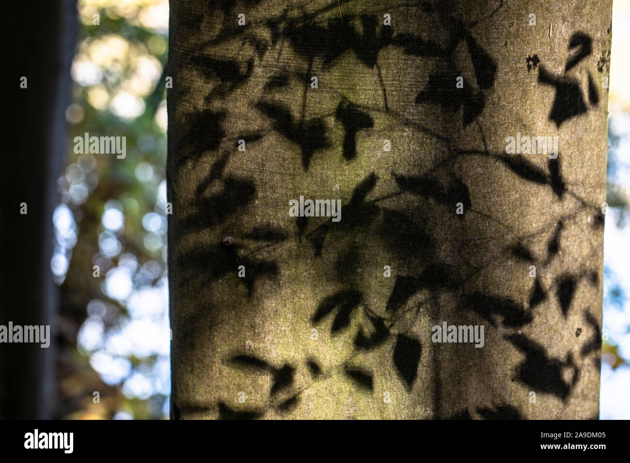 Shadow of branches and leaves on stem of a beech Stock Photo - Alamy