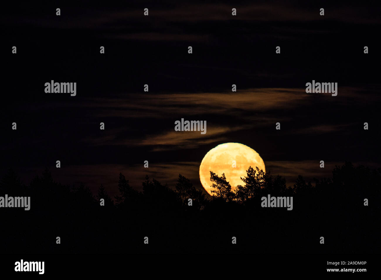 Full moon over the edge of the forest Stock Photo - Alamy