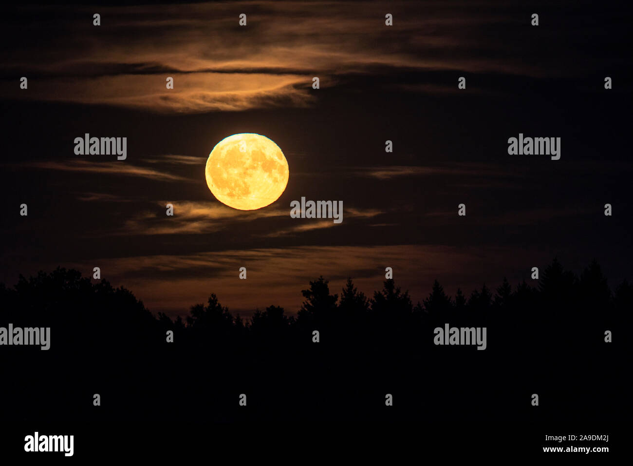 Full moon over the edge of the forest Stock Photo - Alamy