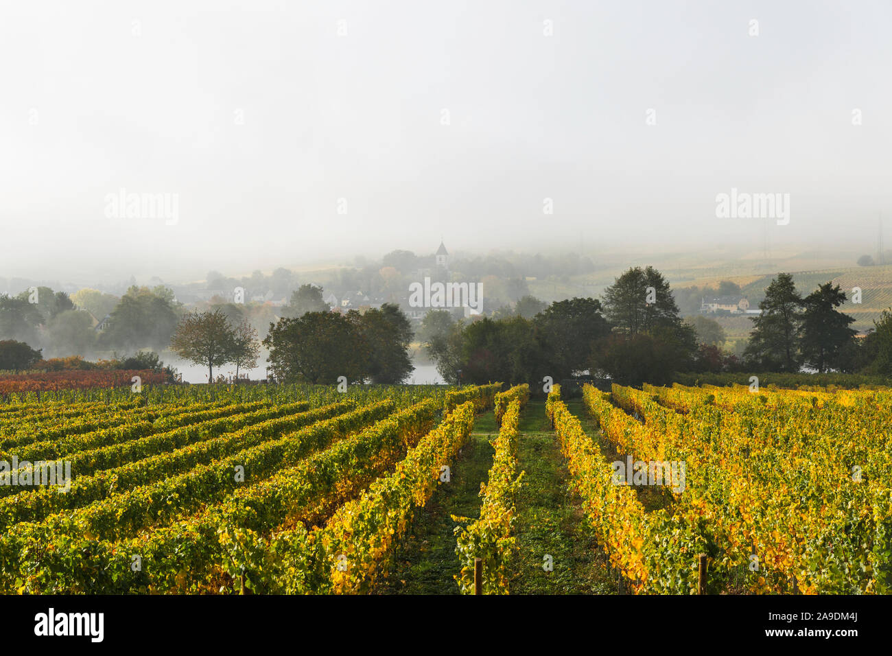 Roman wine street mosel hi-res stock photography and images - Alamy