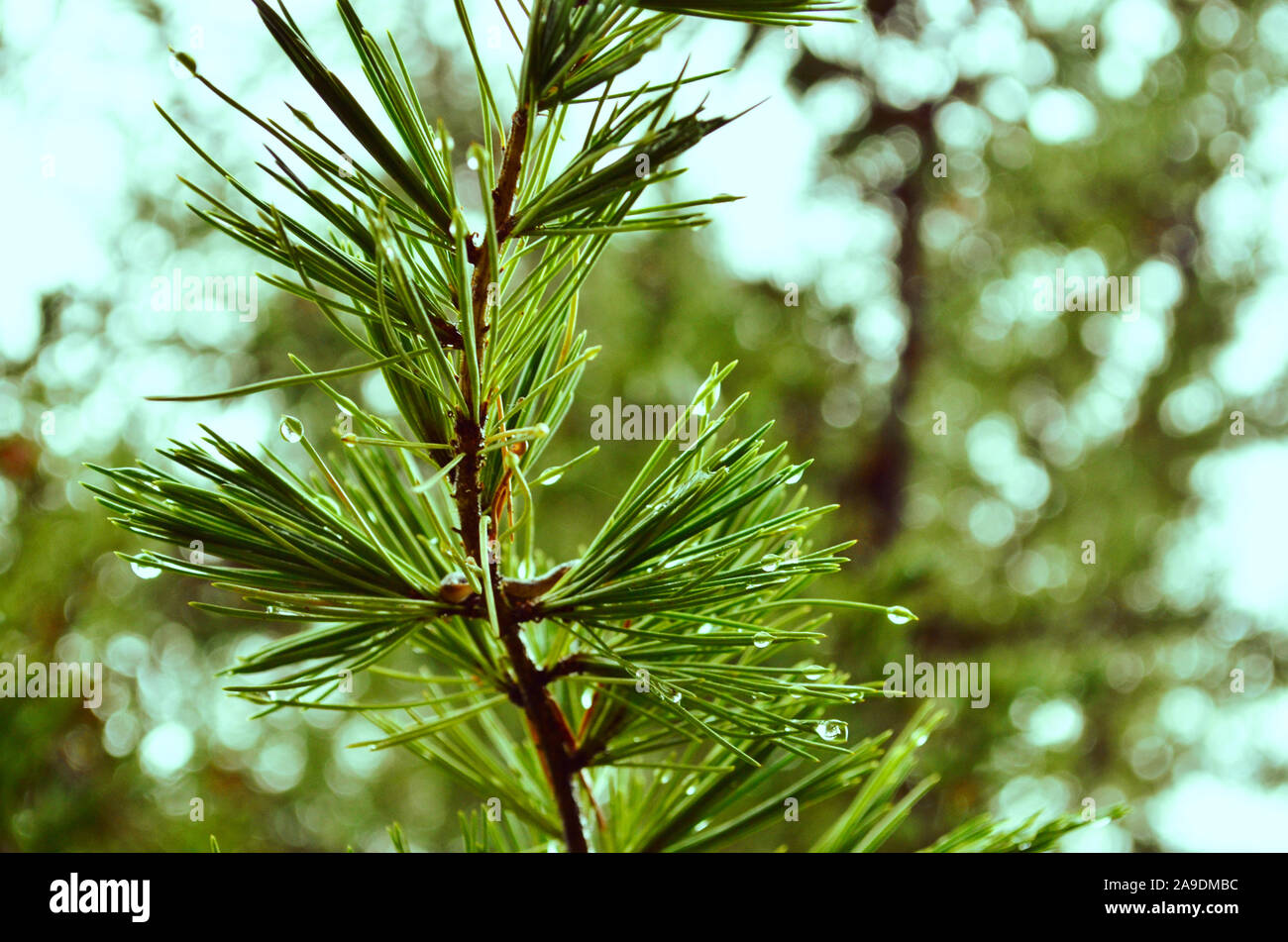 Dew drops on pine trees after the rain, good for backgrounds and ...