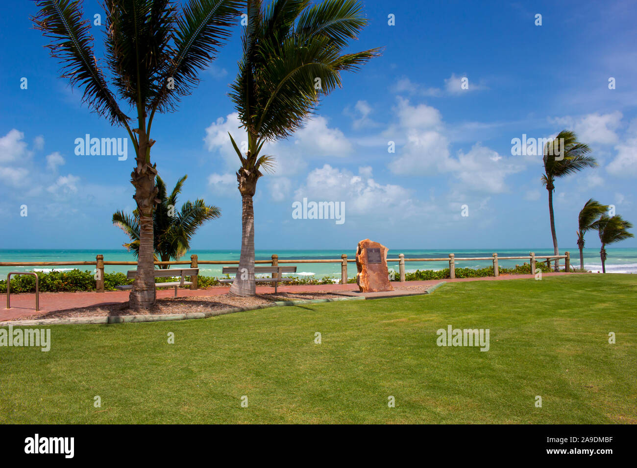 Tropical coconut palms swaying in the wind on a hot sunny morning in ...