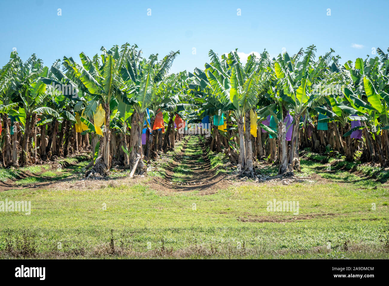 Bananas australia plantation hi-res stock photography and images - Alamy