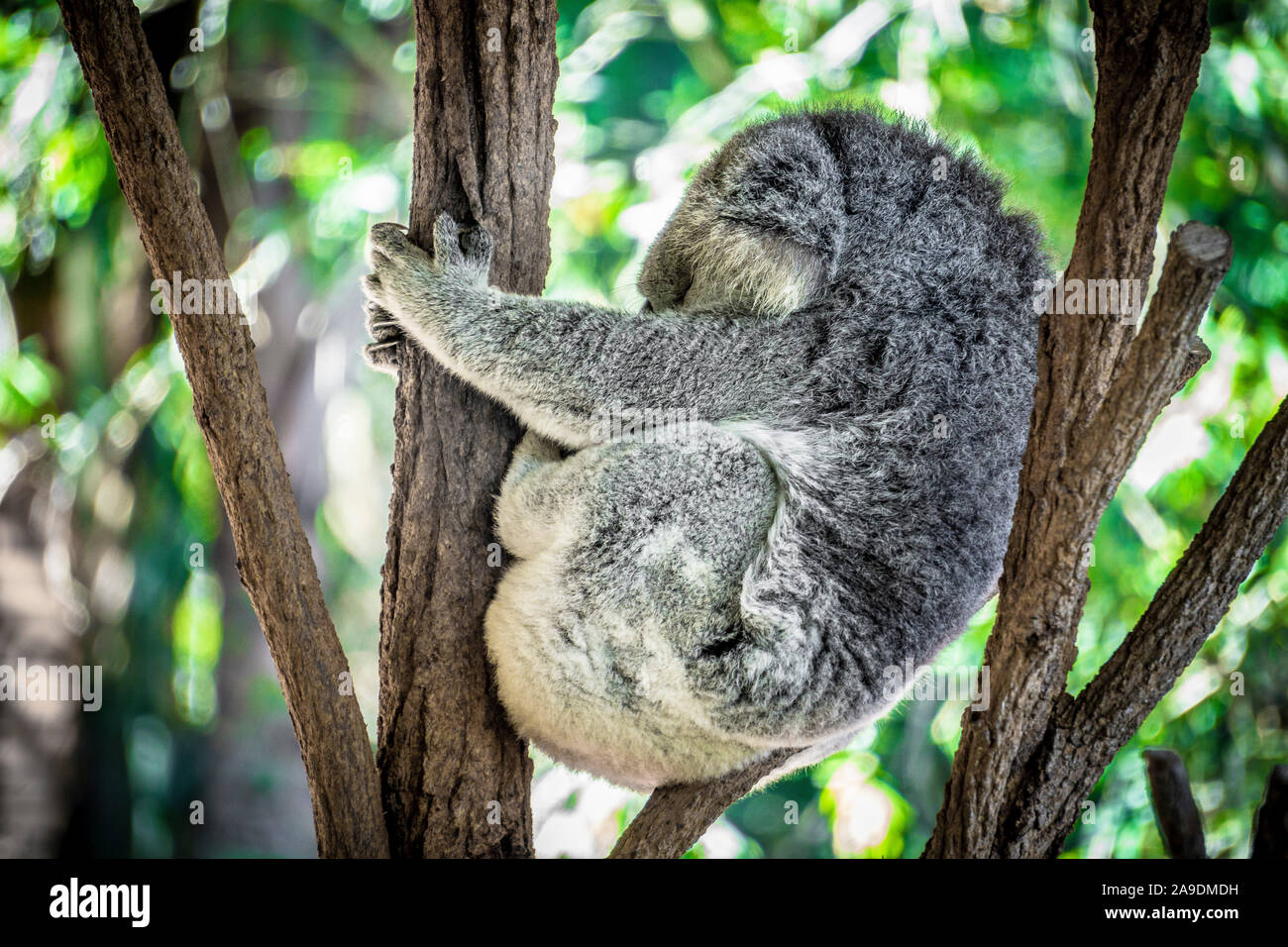 Koala chilling hi-res stock photography and images - Alamy