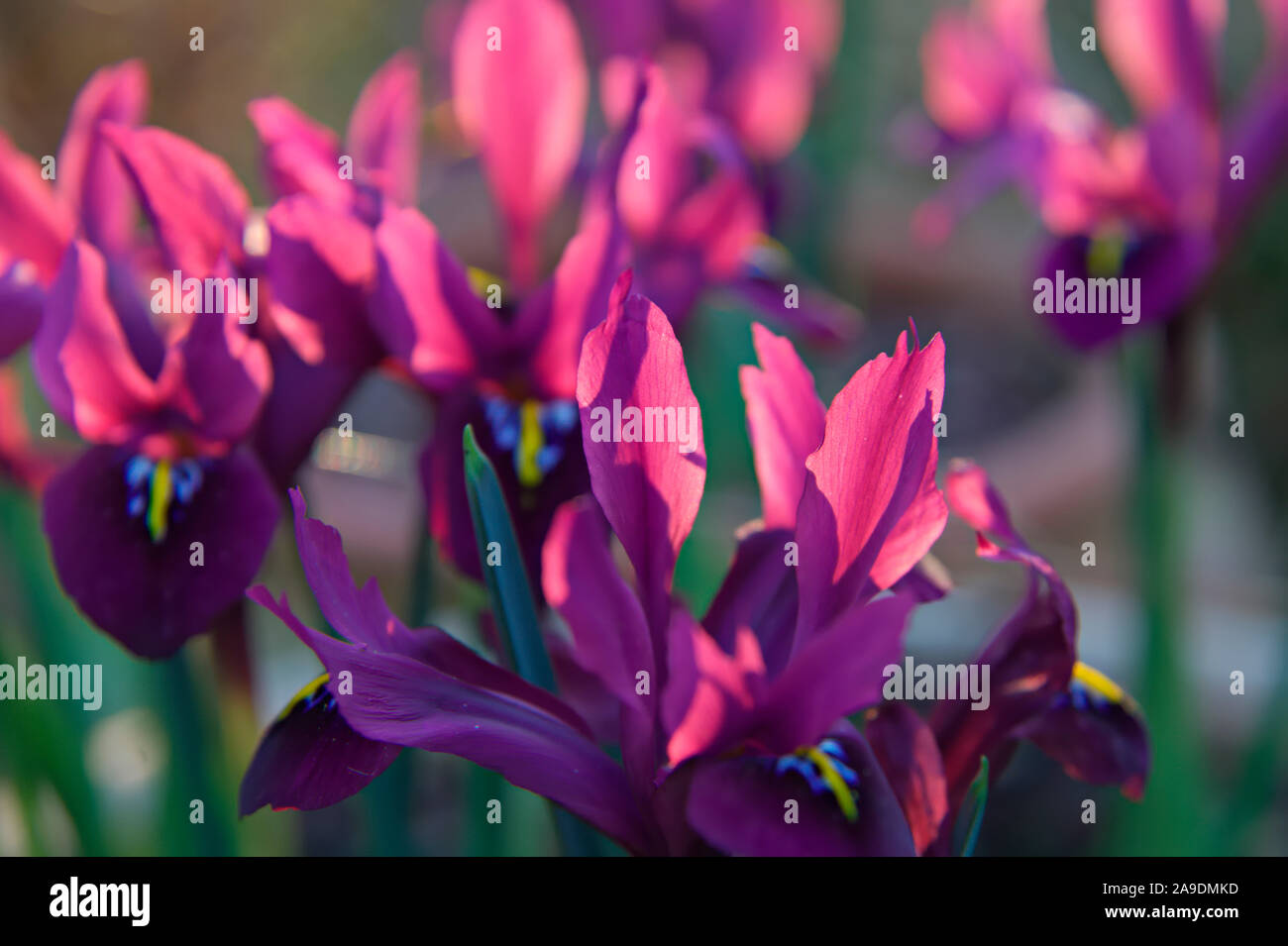 Iris george reticulata hi-res stock photography and images - Alamy