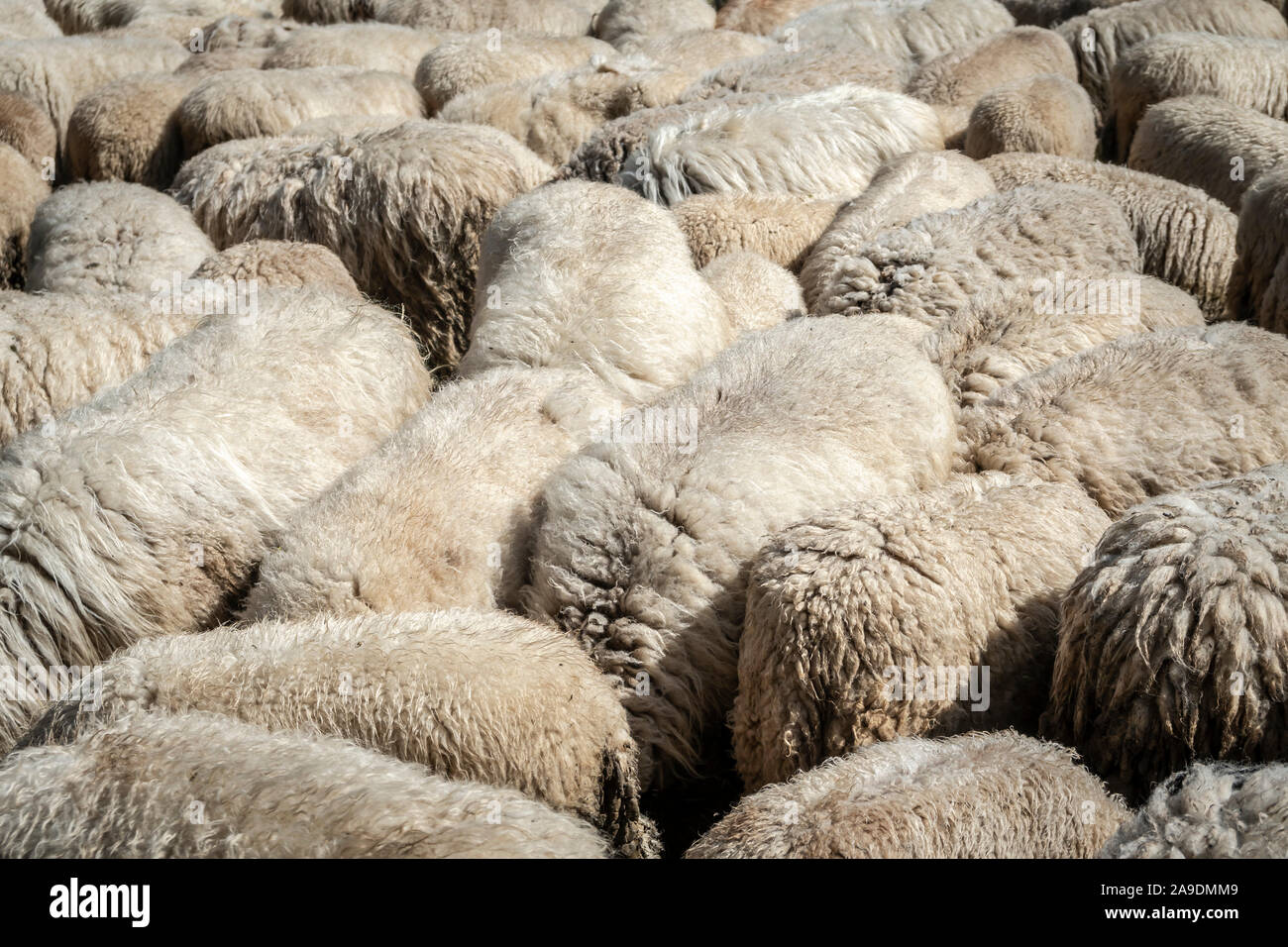 Sheep crush hi-res stock photography and images - Alamy