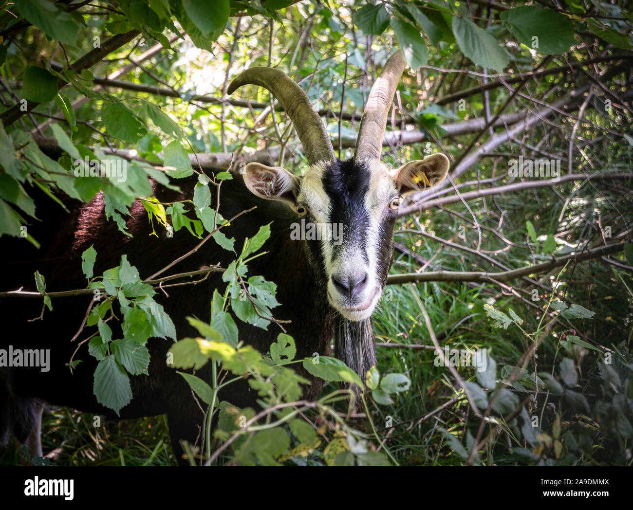 Goats graze in woods hi-res stock photography and images - Alamy