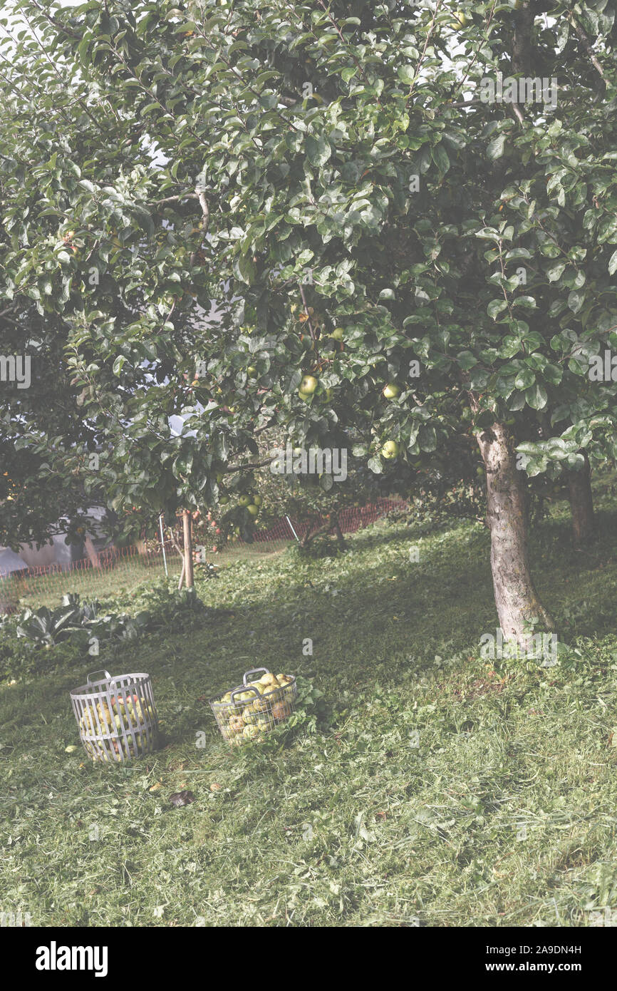 Basket apples under apple tree hi-res stock photography and images - Alamy