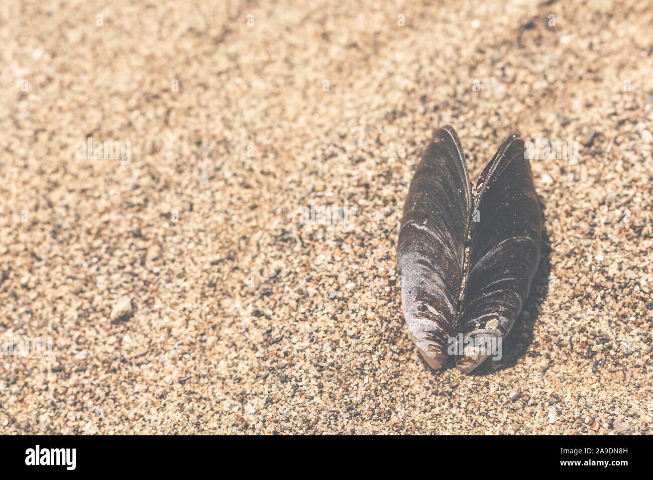An opened mussel on a sandy beach Stock Photo - Alamy