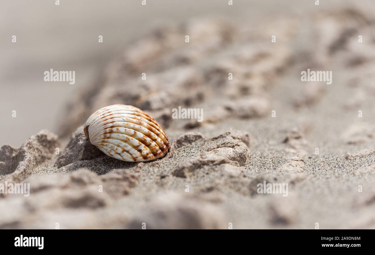 A mussel lying on a beach by the sea Stock Photo - Alamy